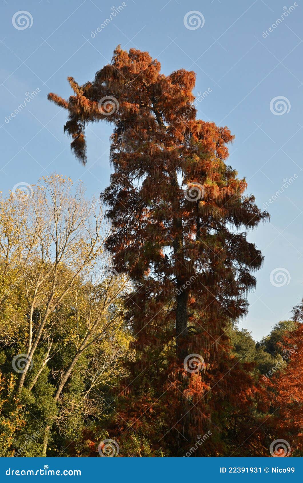 Elephant tree stock image. Image of look, trees, landscape - 22391931