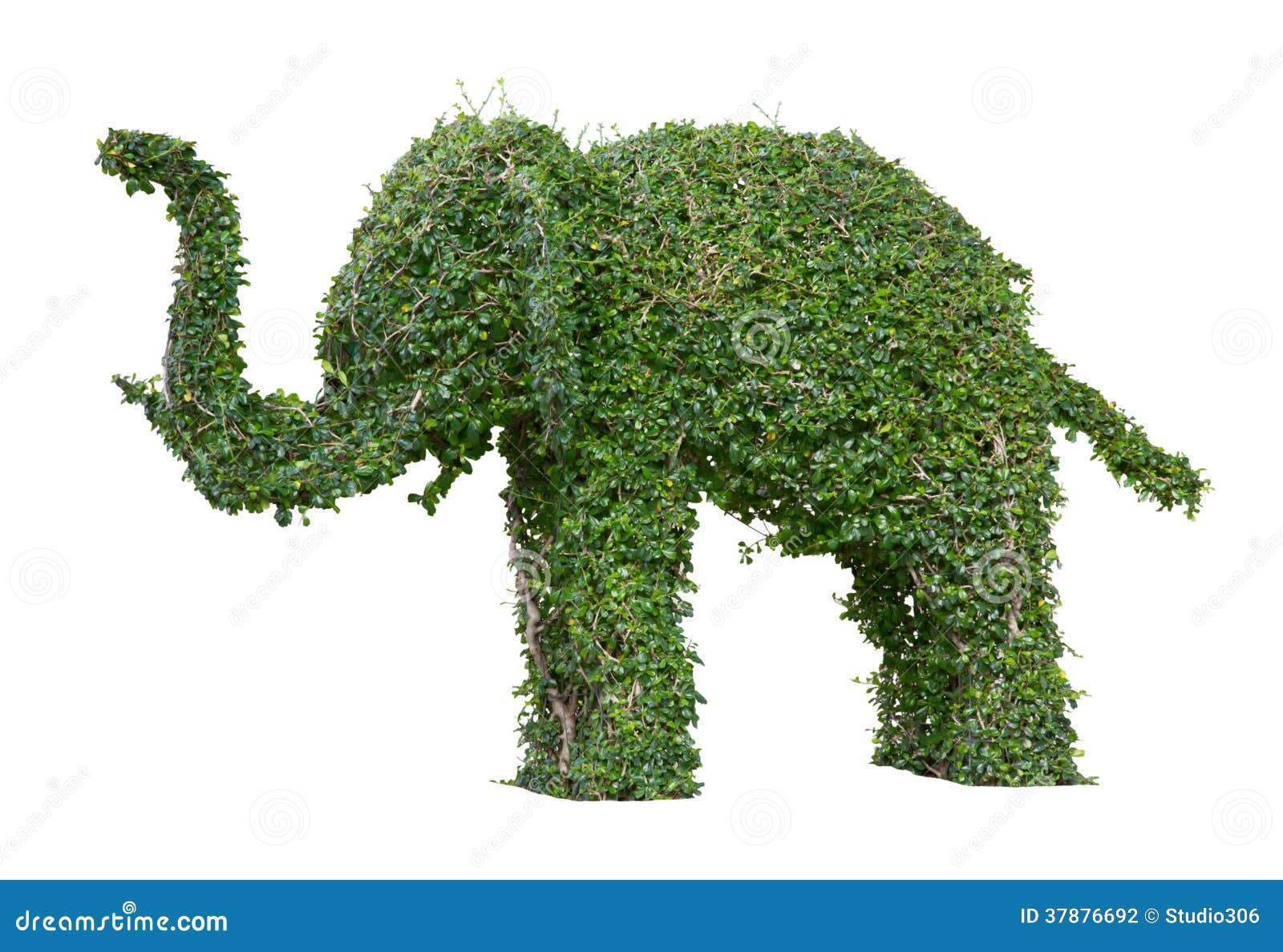 Elephant tree stock photo. Image of plant, tree, brush - 37876692