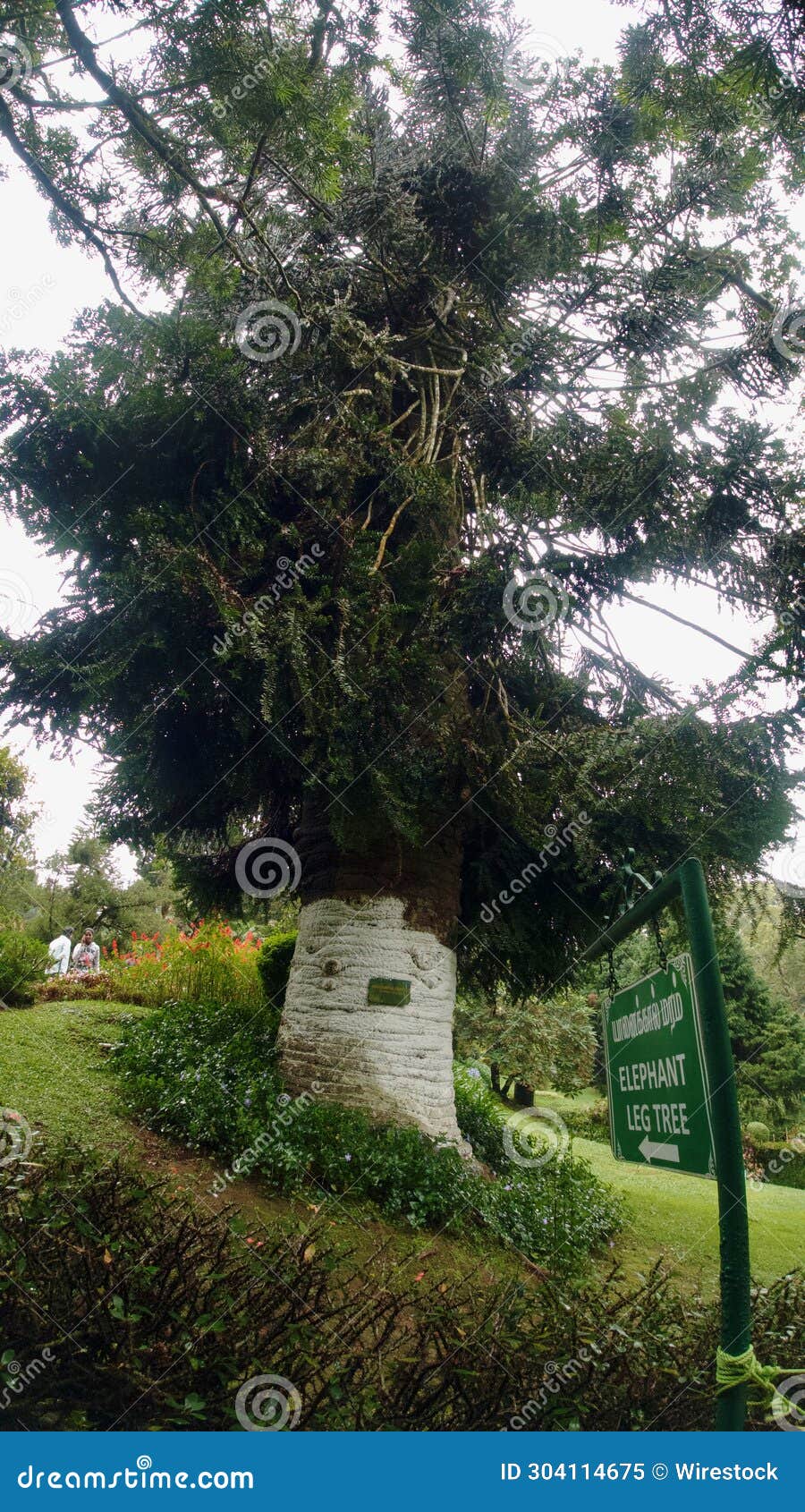 Elephant Tree, with Its Trunk As an Elephant Leg Stock Image - Image of ...