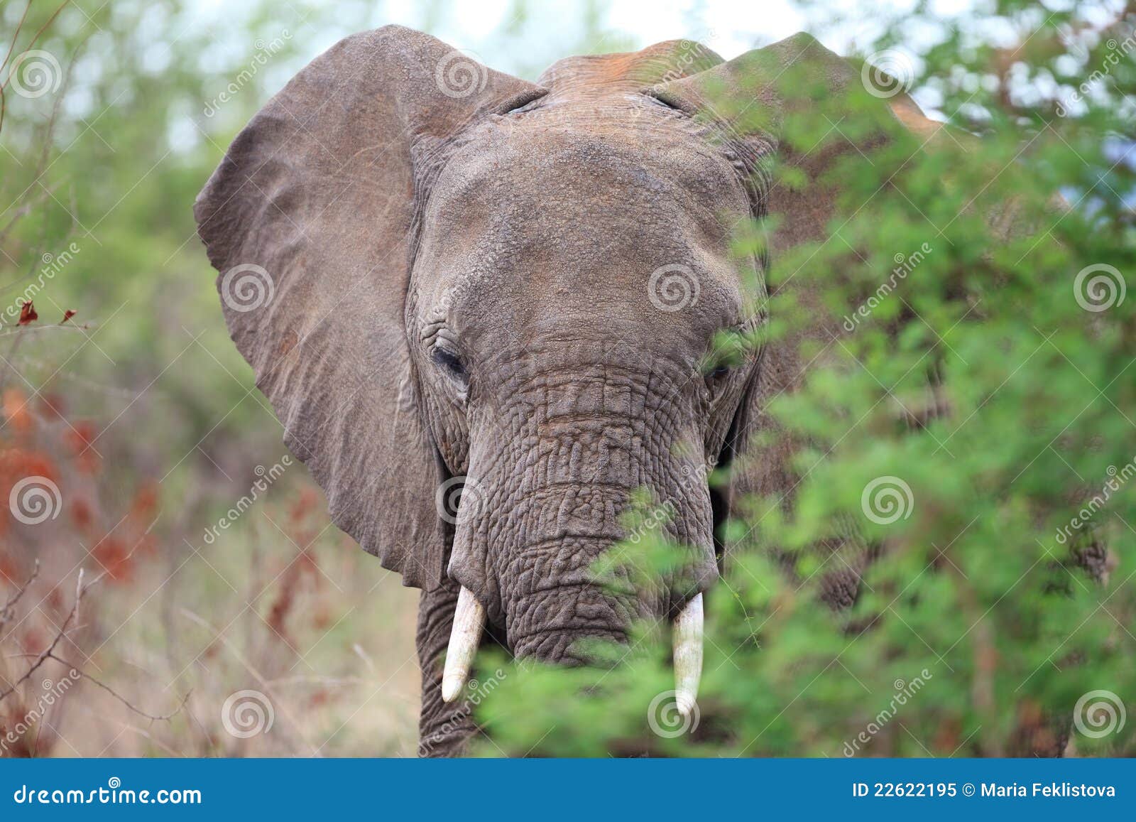 Elephant among trees stock image. Image of close, elephantidae - 22622195