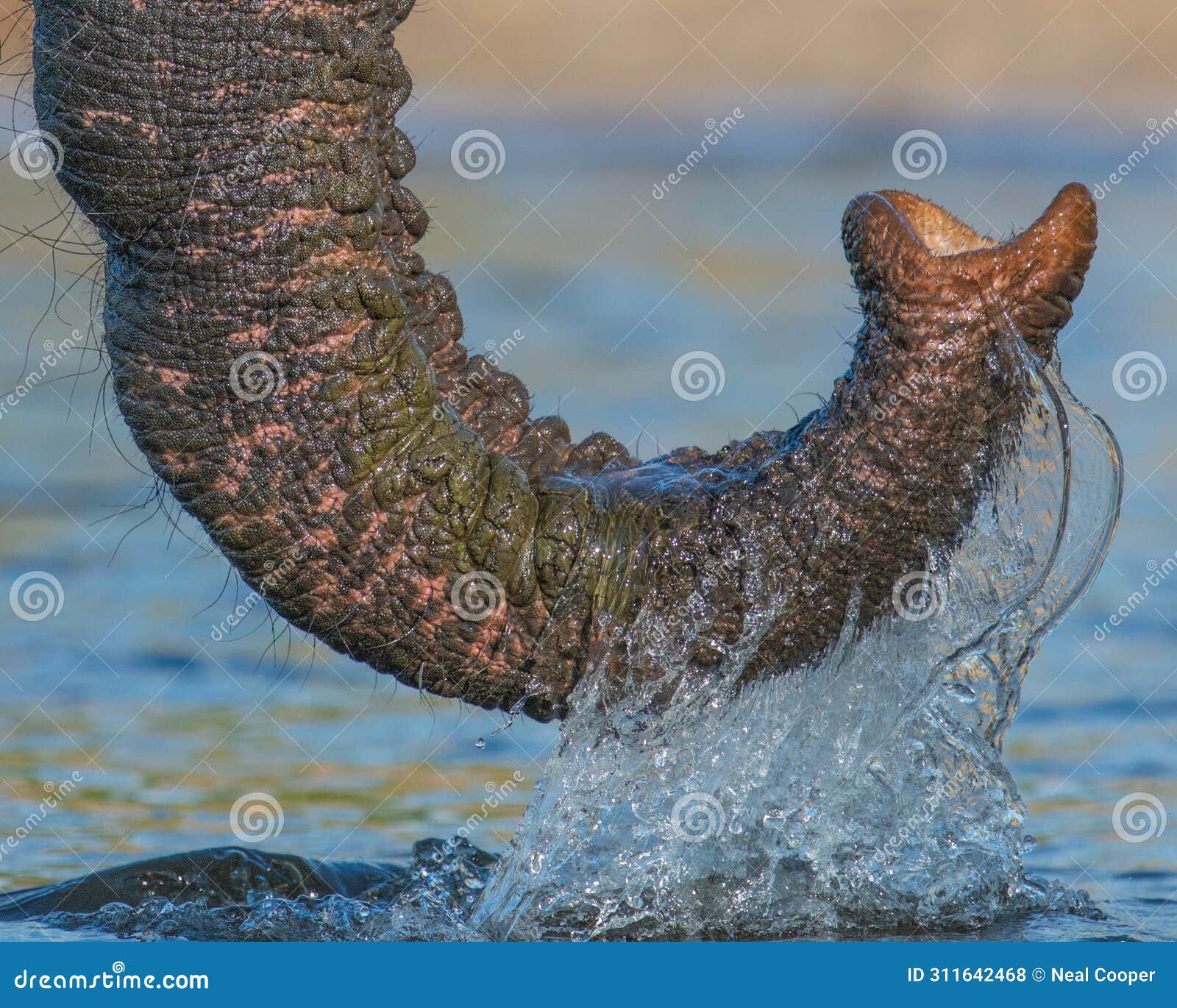 Elephant truck stock photo. Image of powerful, pink - 311642468