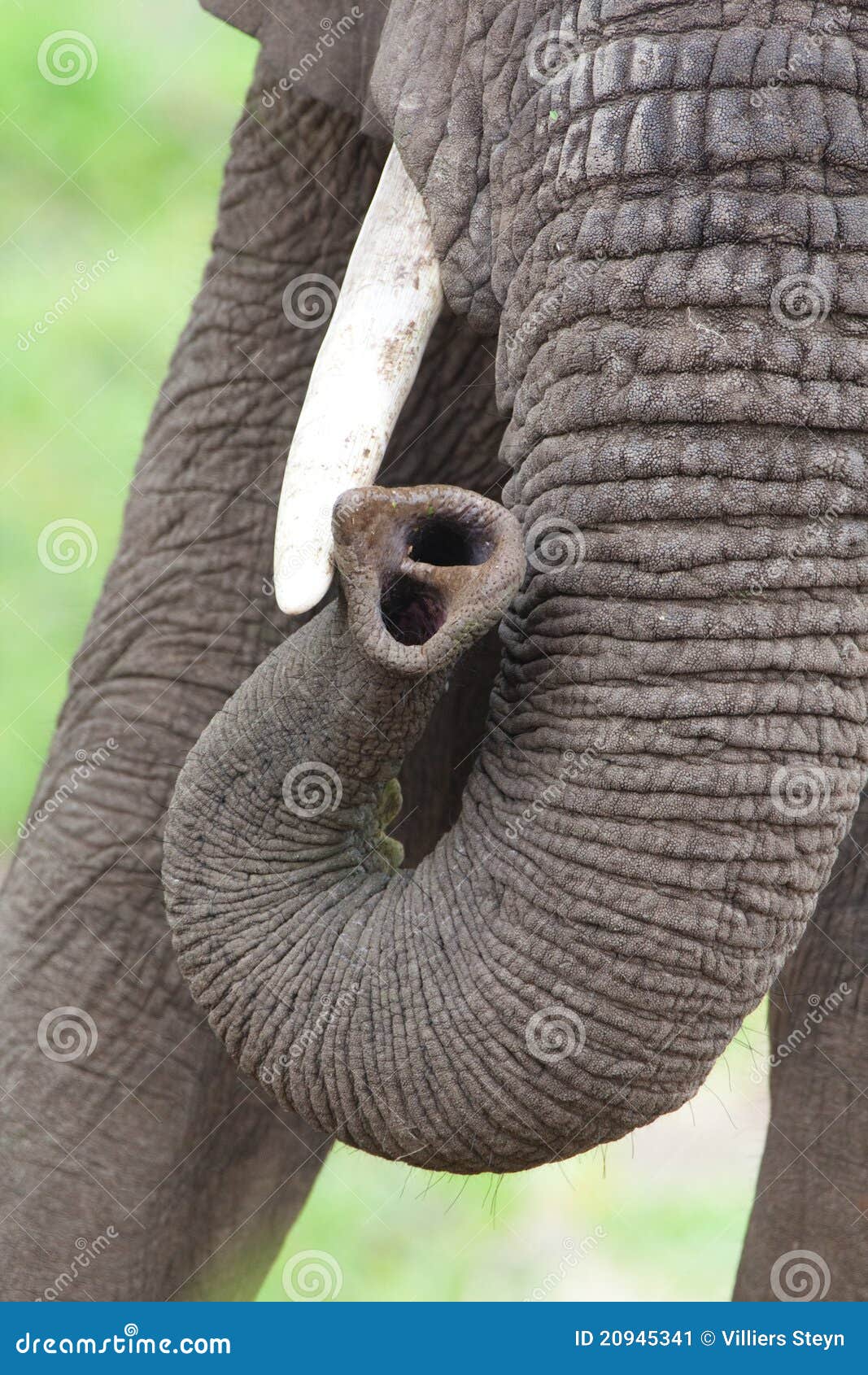 Elephant trunk stock image. Image of holes, trunk, drive - 20945341