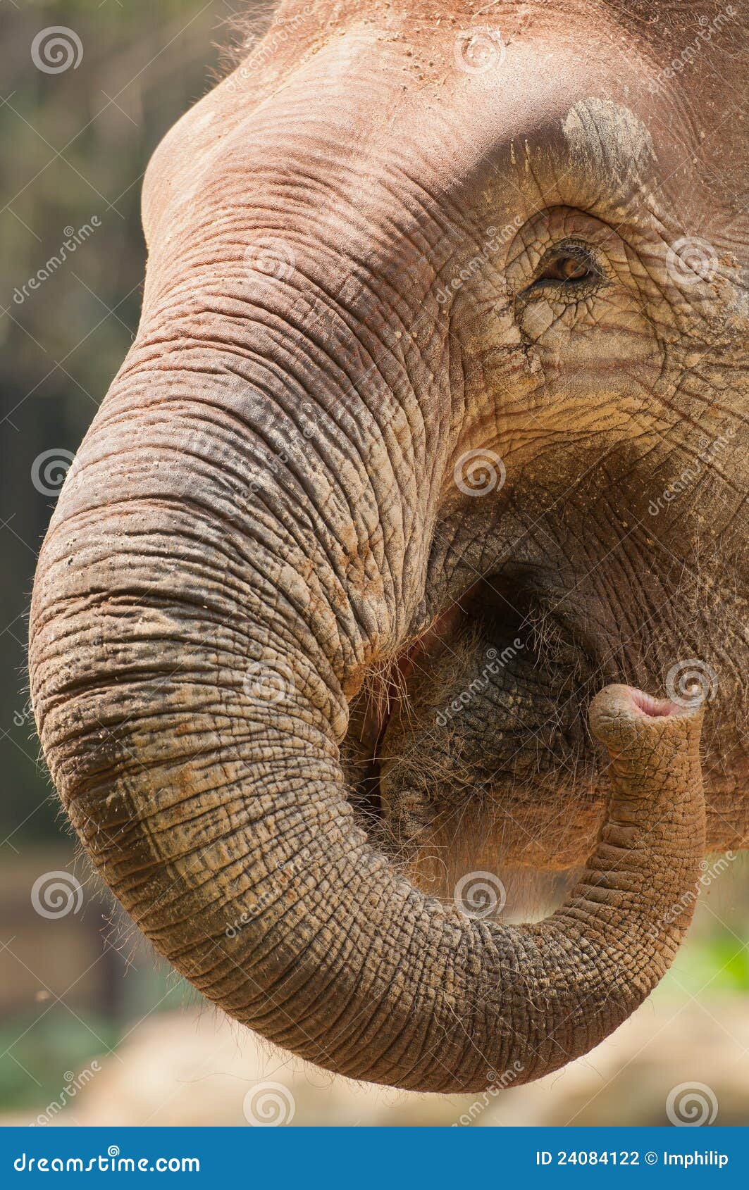 Elephant Trunk Stock Photography - Image: 24084122