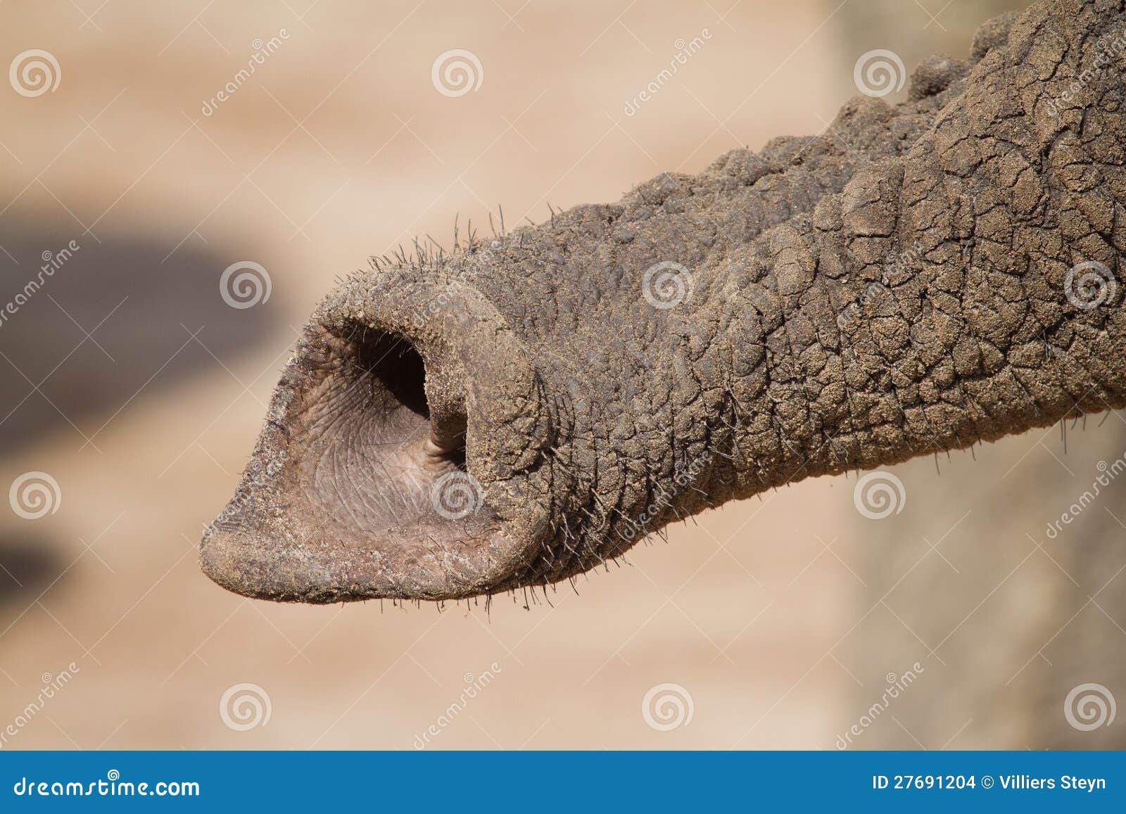 Elephant trunk stock photo. Image of close, breathing - 27691204