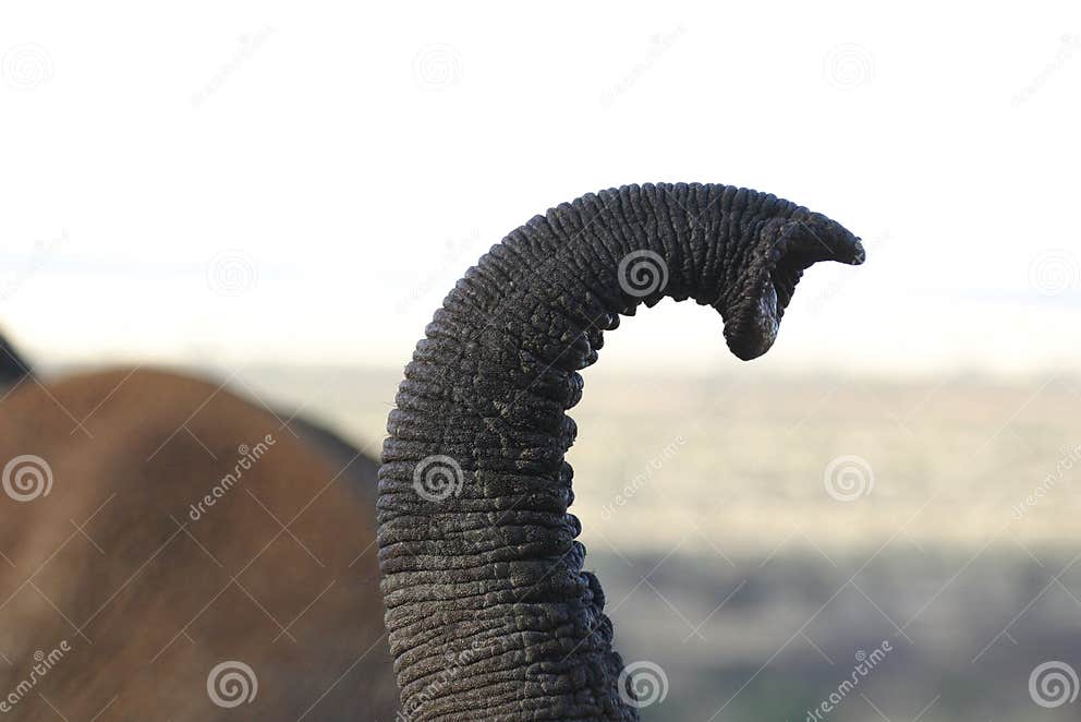 Elephant Trunk stock photo. Image of emerge, trunk, safari - 329726