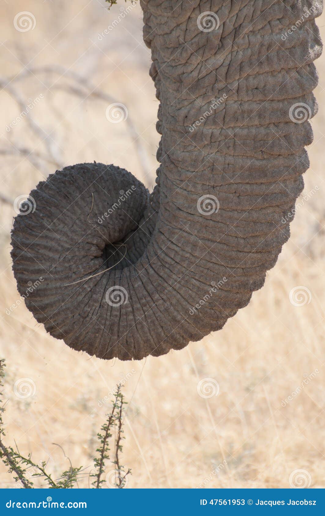 Elephant Trunk stock image. Image of nose, acacia, like - 47561953