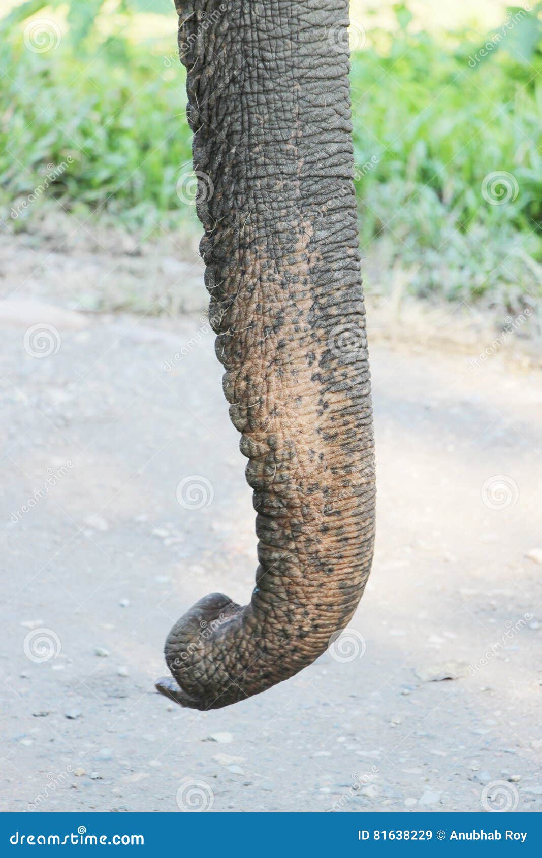 Elephant trunk. stock image. Image of closeup, feed, head - 81638229