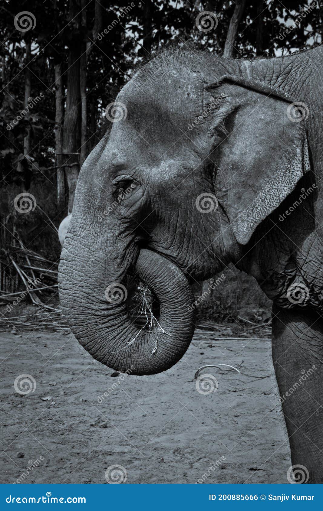 Elephant Trunk Black and White Stock Photo - Image of camera, animals ...