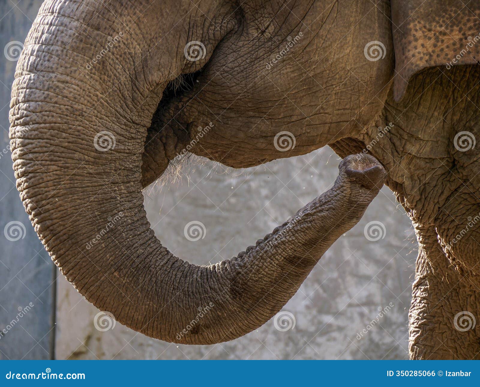 Elephant Trunk Close Up Detail Stock Photo - Image of elephant ...