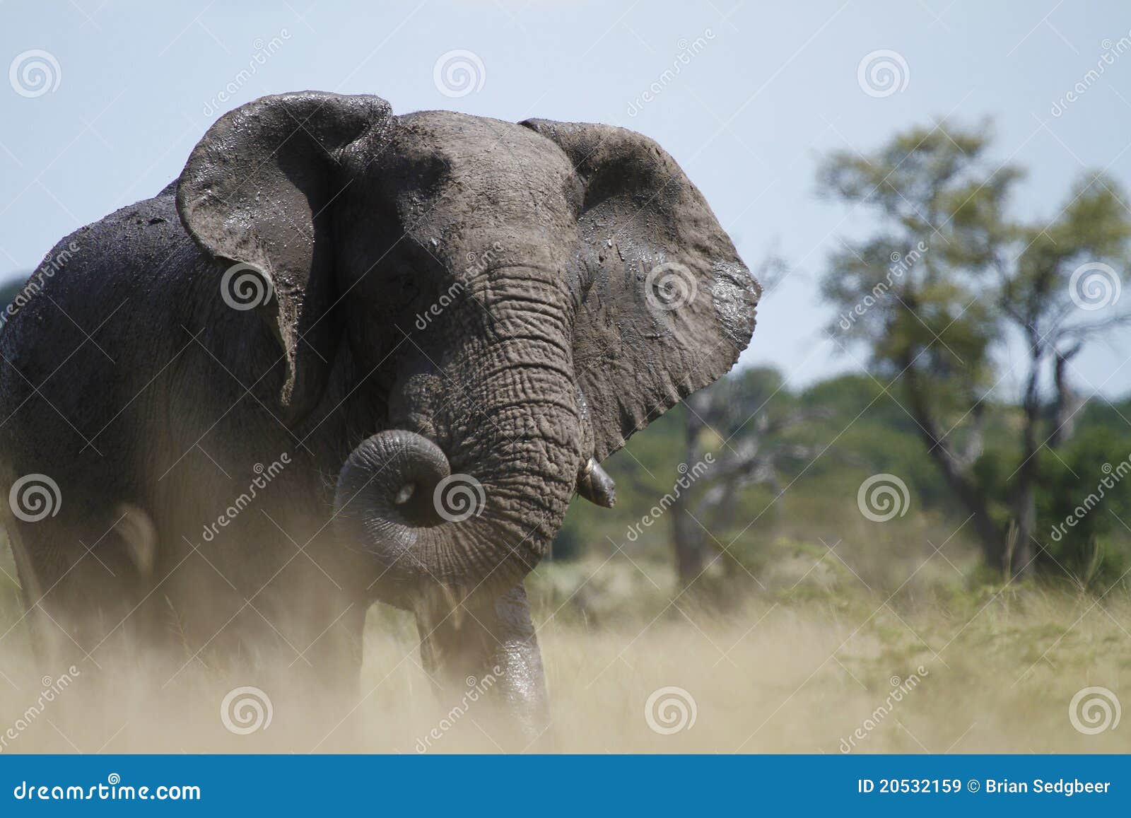 Elephant Trunk Curl stock image. Image of animalia, african - 20532159