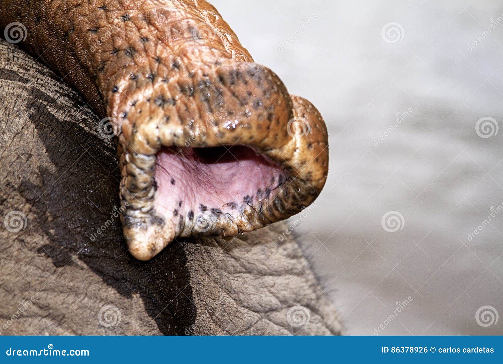 Elephant trunk nose skin stock photo. Image of wildlife - 86378926