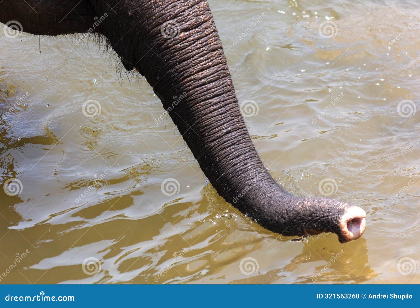 Elephant Trunk in River Water. Close-up Stock Photo - Image of ...