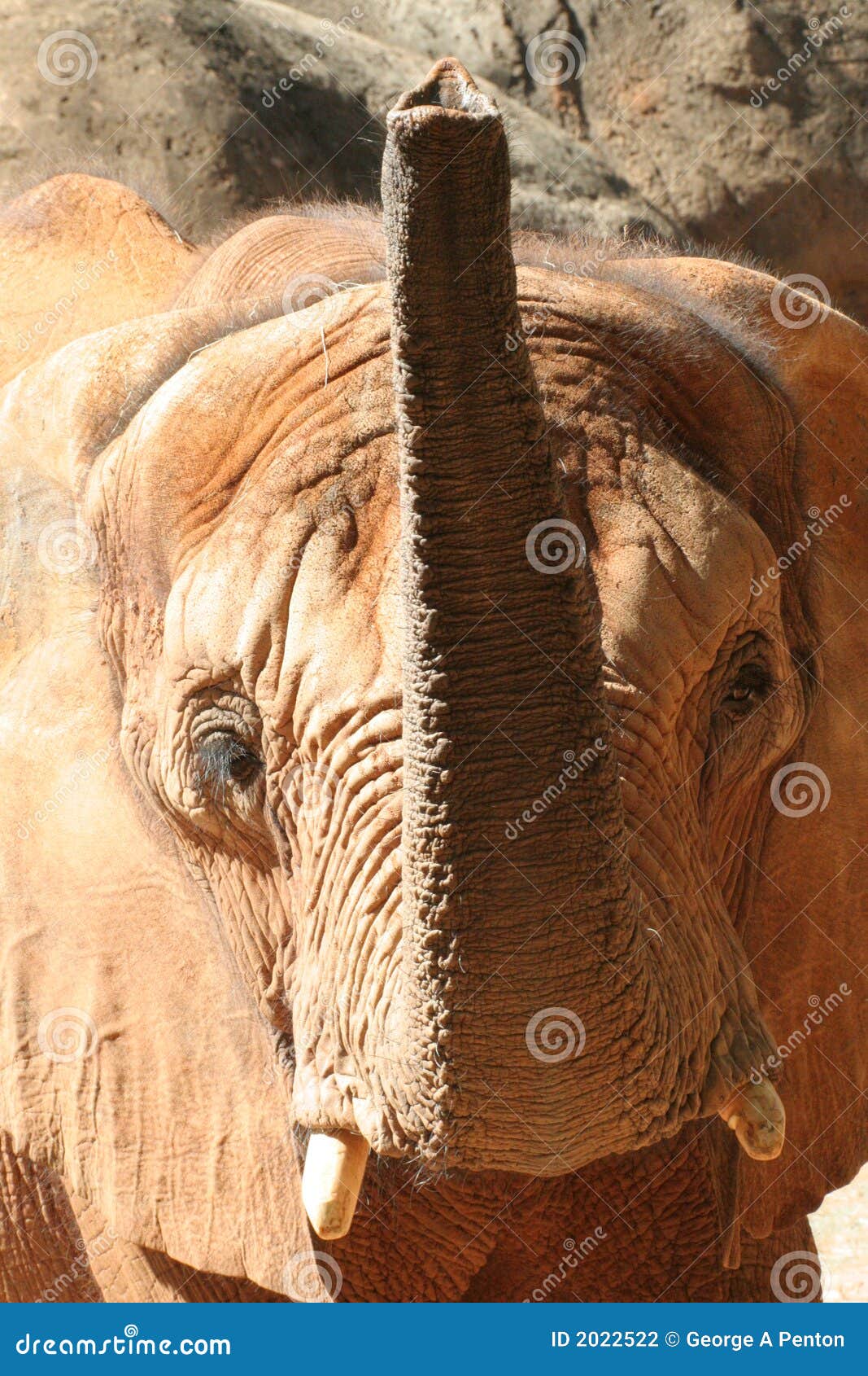Elephant with trunk up stock photo. Image of animal, mammal - 2022522