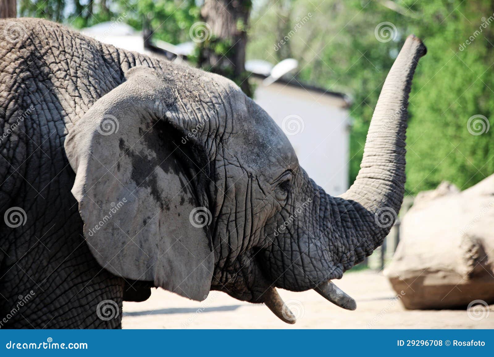 Elephant with trunk up stock photo. Image of skin, luck - 29296708