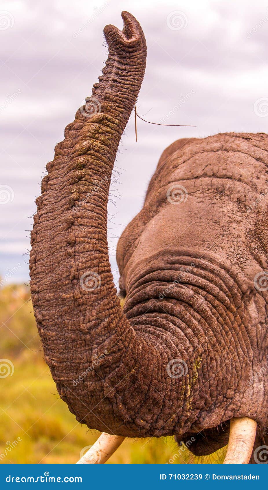 Elephant trunk stock image. Image of skin, wildlife, mammal - 71032239