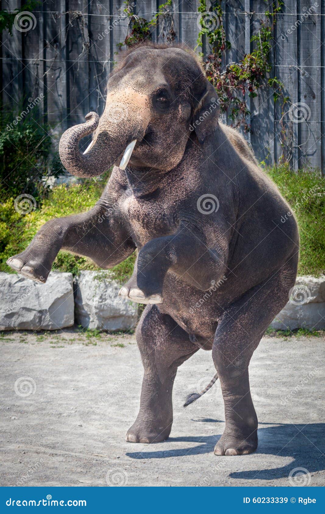 Elephant stock image. Image of elephant, portrait, cute - 60233339