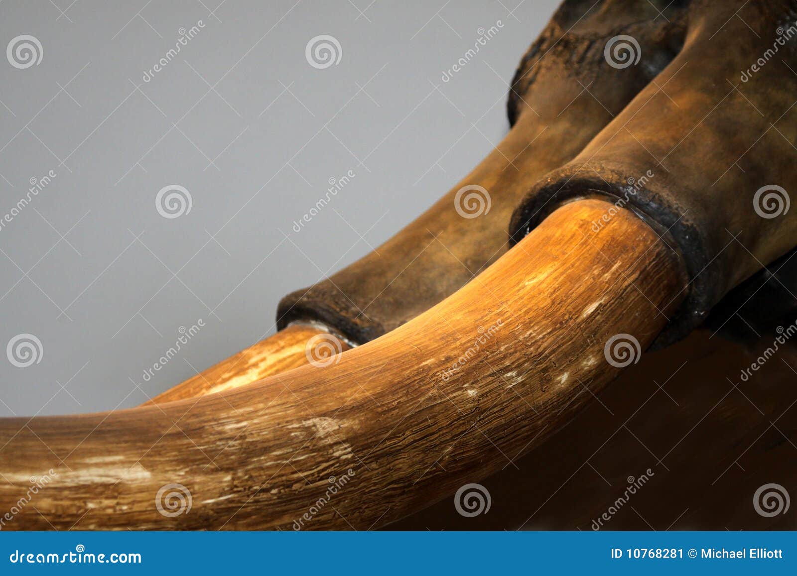 Elephant Tusk stock image. Image of prehistoric, bone - 10768281