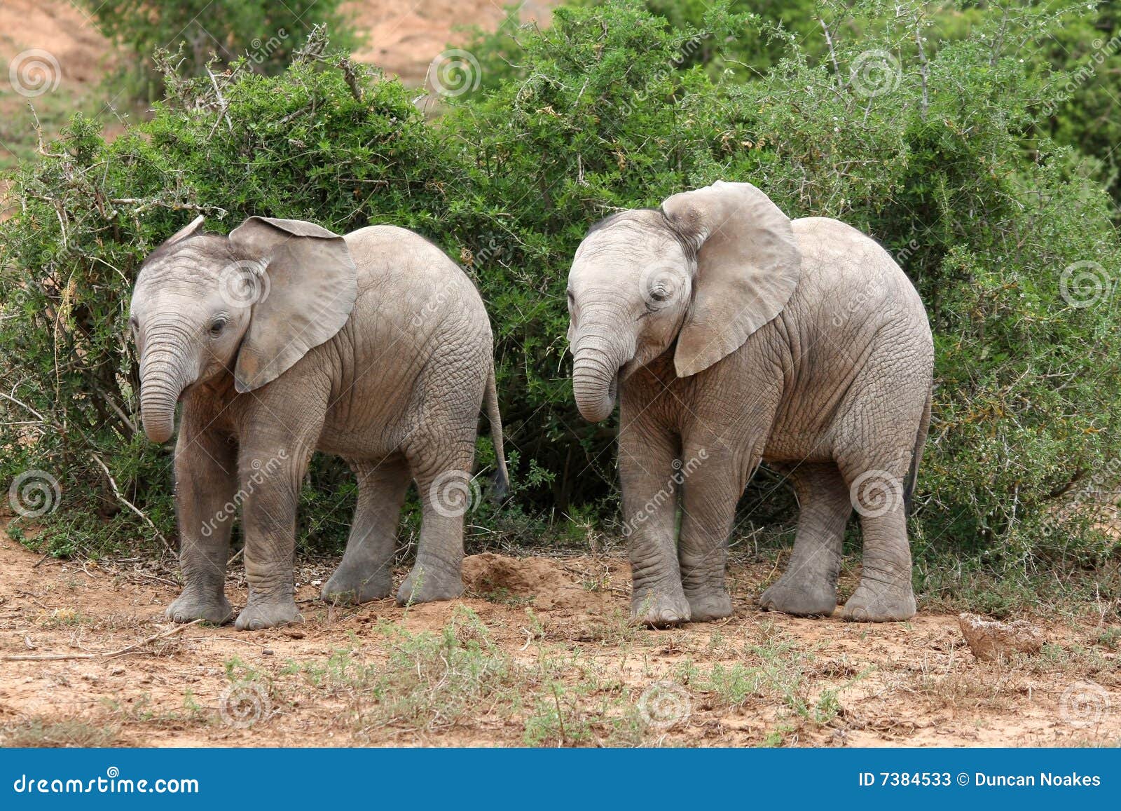 Elephant Twins Stock Photos - Free & Royalty-Free Stock Photos from ...