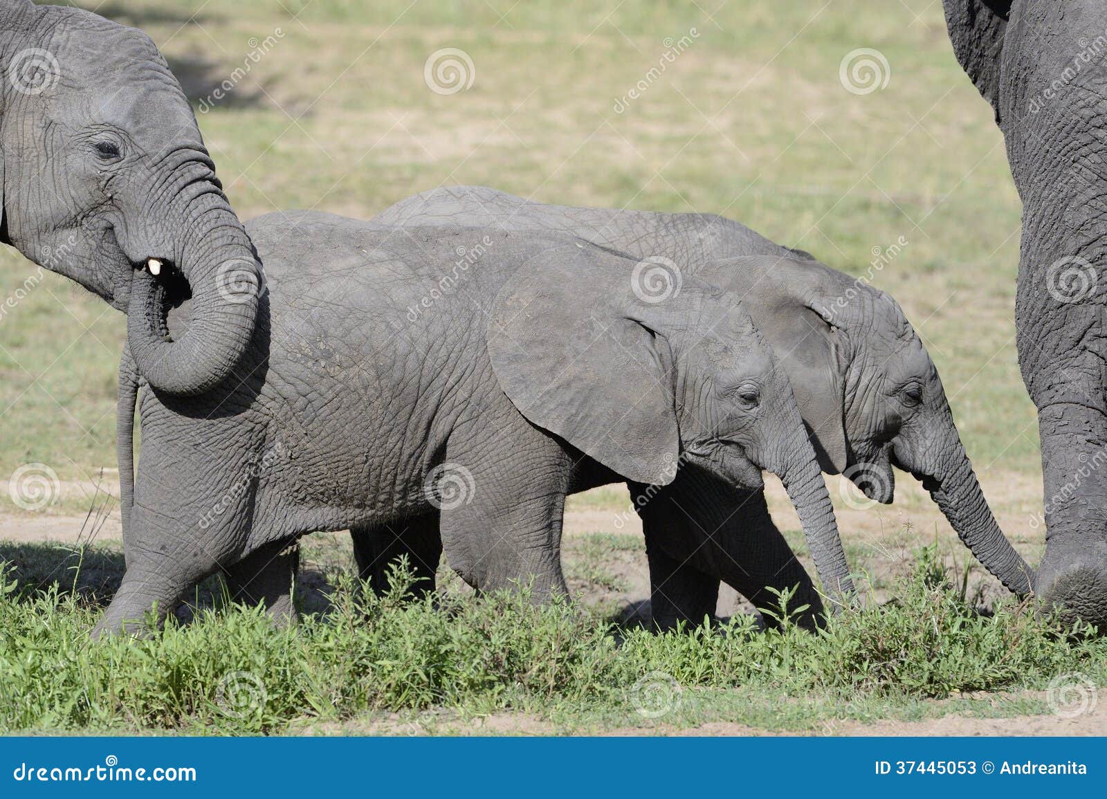 Elephant stock image. Image of follow, communication - 37445053