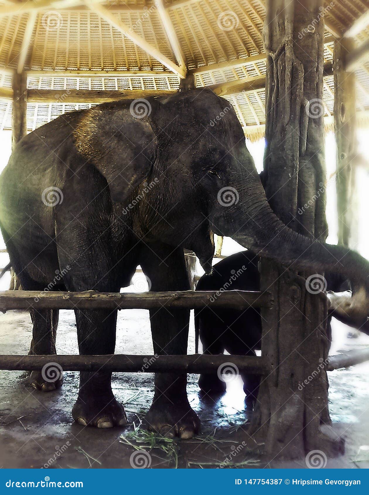 Elephant under a canopy. stock image. Image of animal - 147754387