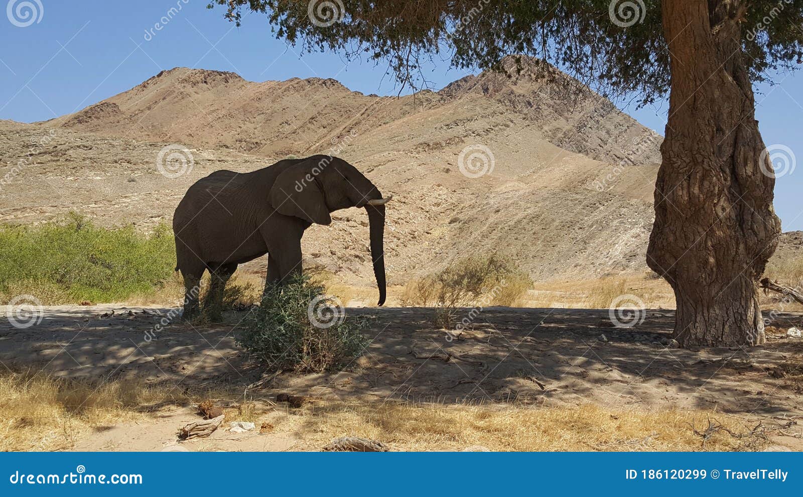 Elephant under a tree stock image. Image of mountain - 186120299