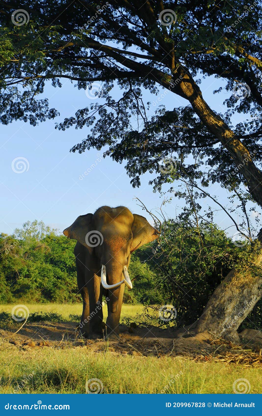 Elephant Under a Tree in the Savannah Stock Photo - Image of natural ...