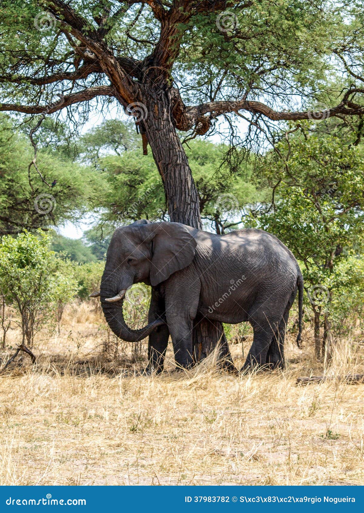 Elephant stock photo. Image of shade, botswana, green - 37983782