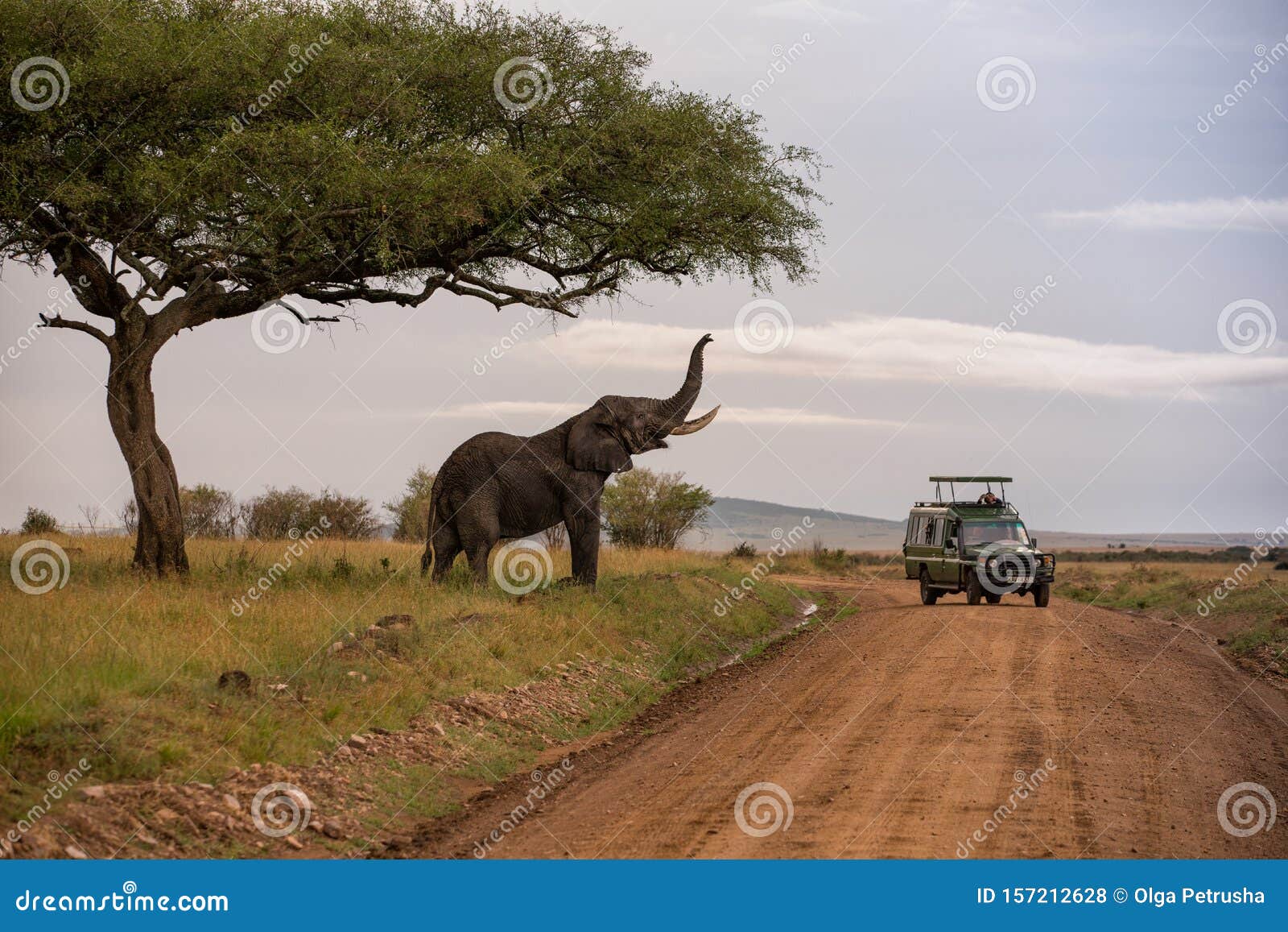 Elephant under a tree editorial stock photo. Image of africa - 157212628