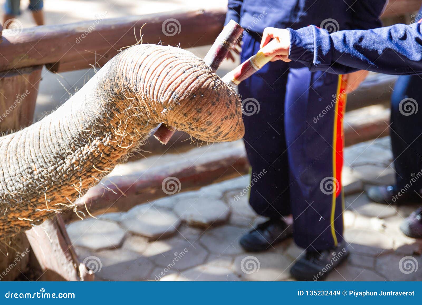 The Elephant Using Its Trunk To Pick Up Sugar Cane Stock Image - Image ...