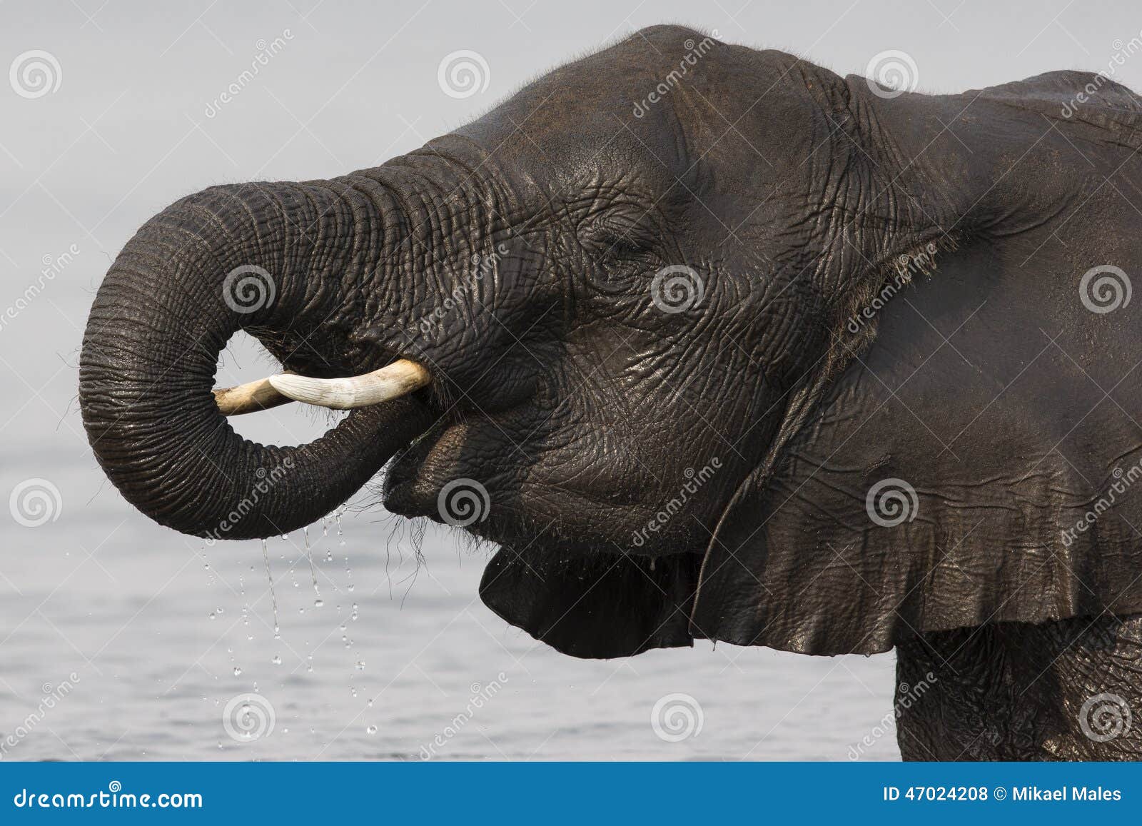 Elephant Using Trunk To Drink Water Stock Photo - Image of baby, social ...