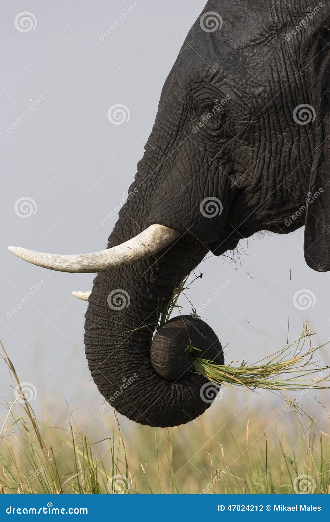 Elephant Using Trunk To Get Grass To Eat Stock Photo - Image of sand ...