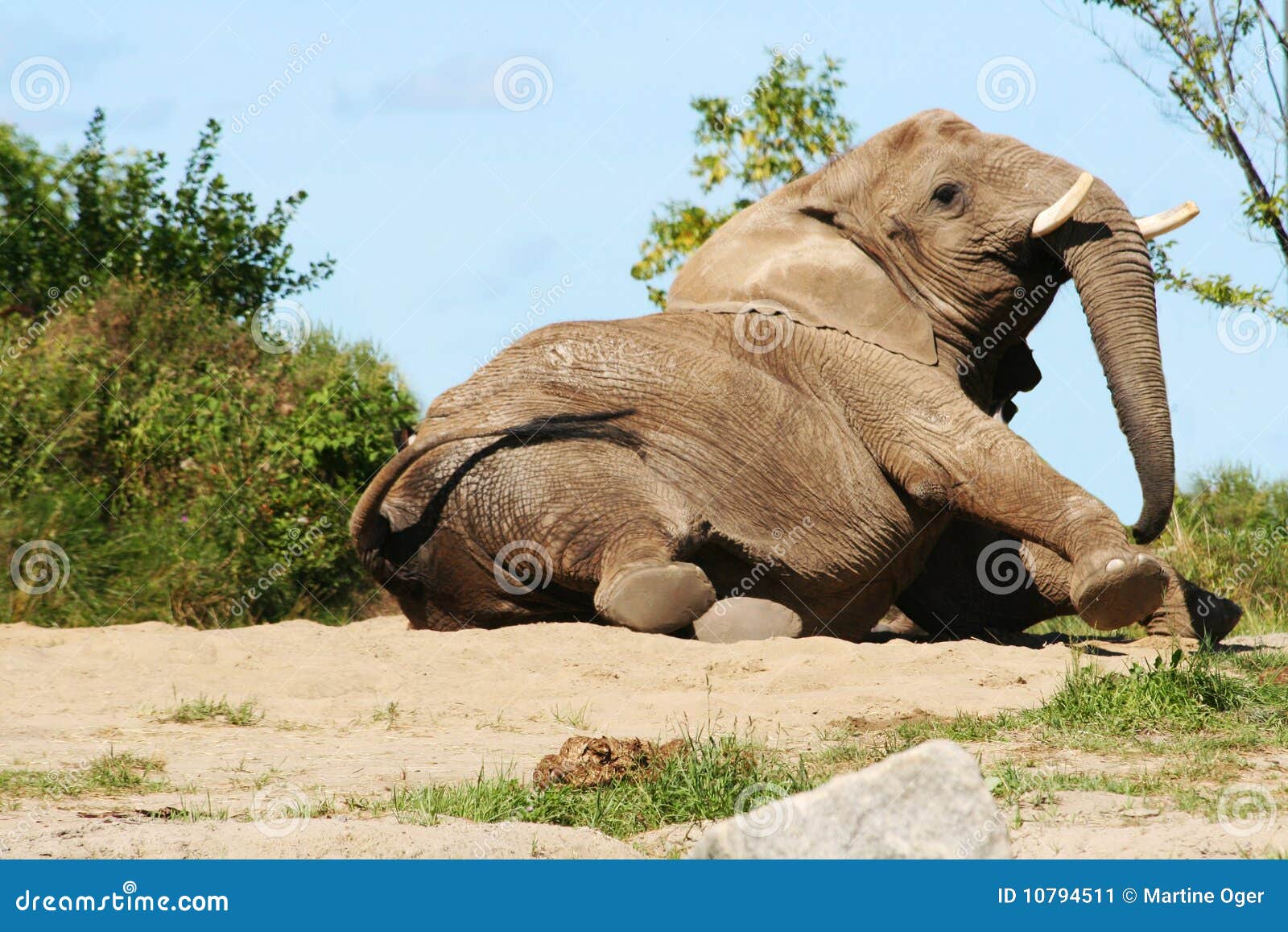 Elephant wake up. stock image. Image of destination, indian - 10794511