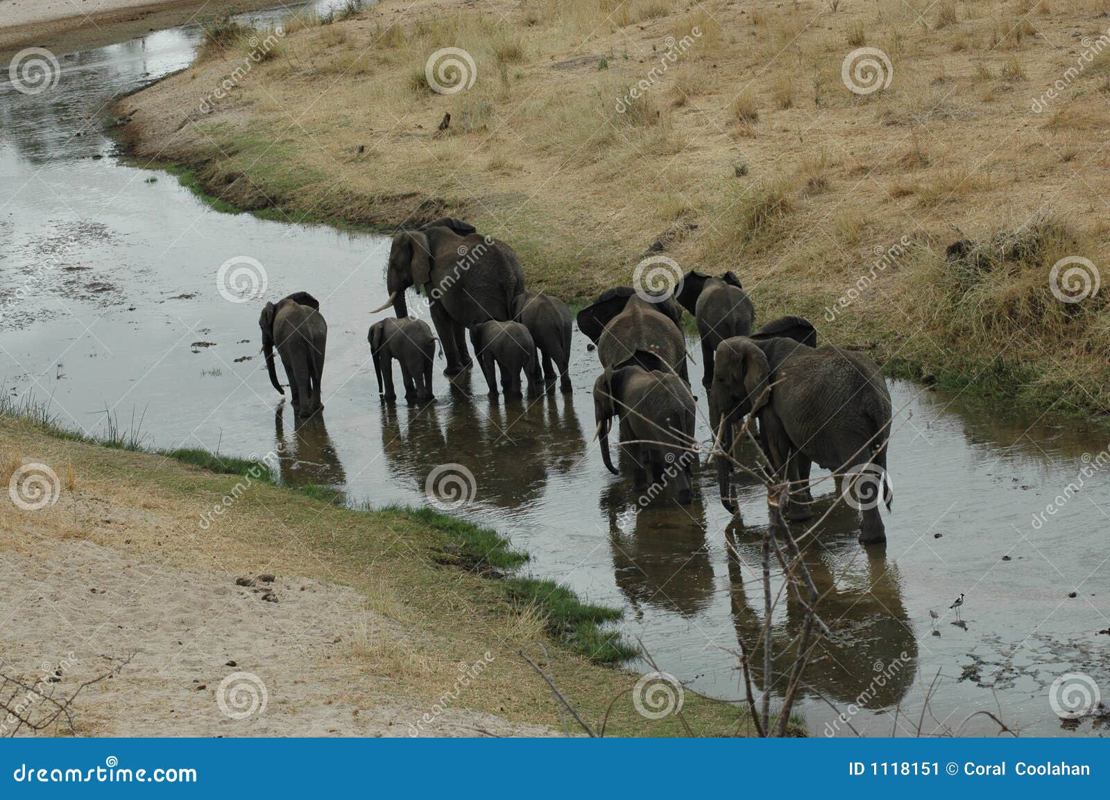 Elephant Walk stock image. Image of tusks, herd, large - 1118151