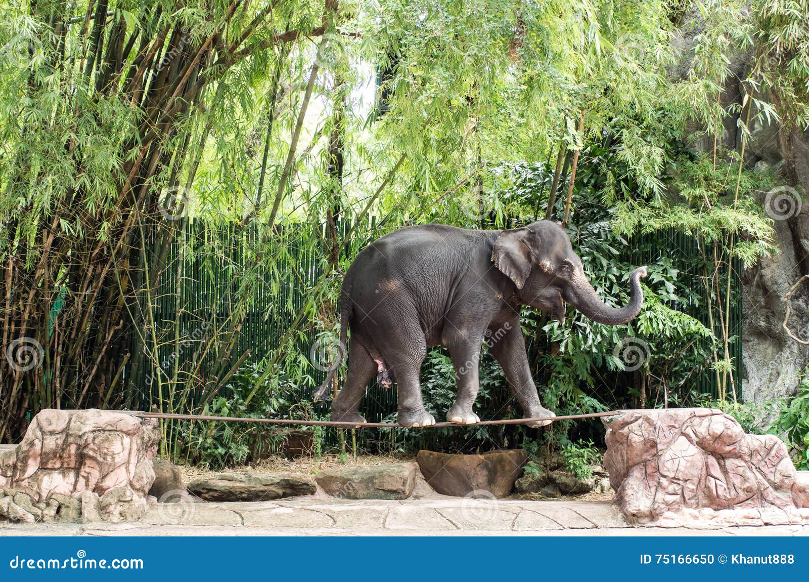 Elephant Walk on the Tightrope Stock Photo - Image of gravel, asian ...
