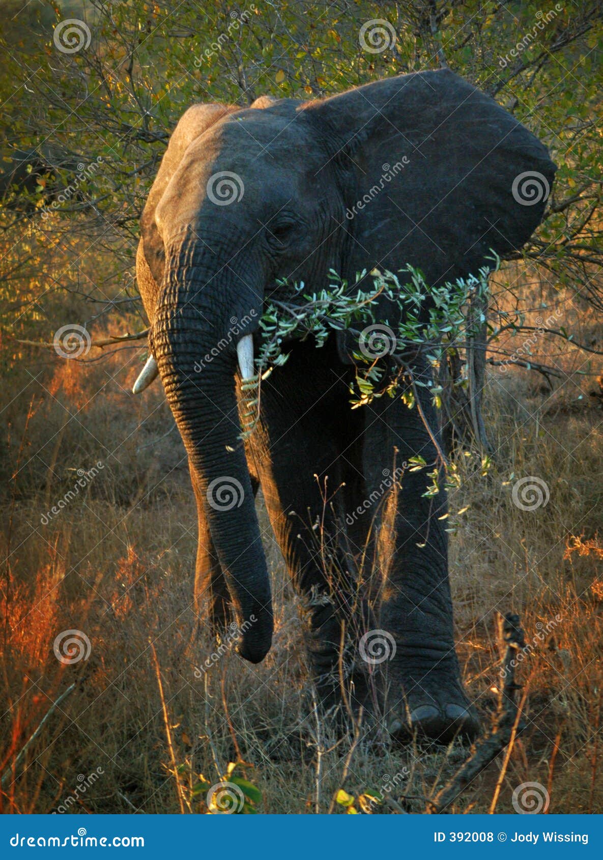Elephant Walking stock photo. Image of elephant, wilderness - 392008