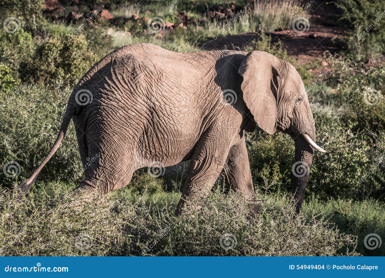 Elephant stock photo. Image of trunk, wildlife, adult - 54949404