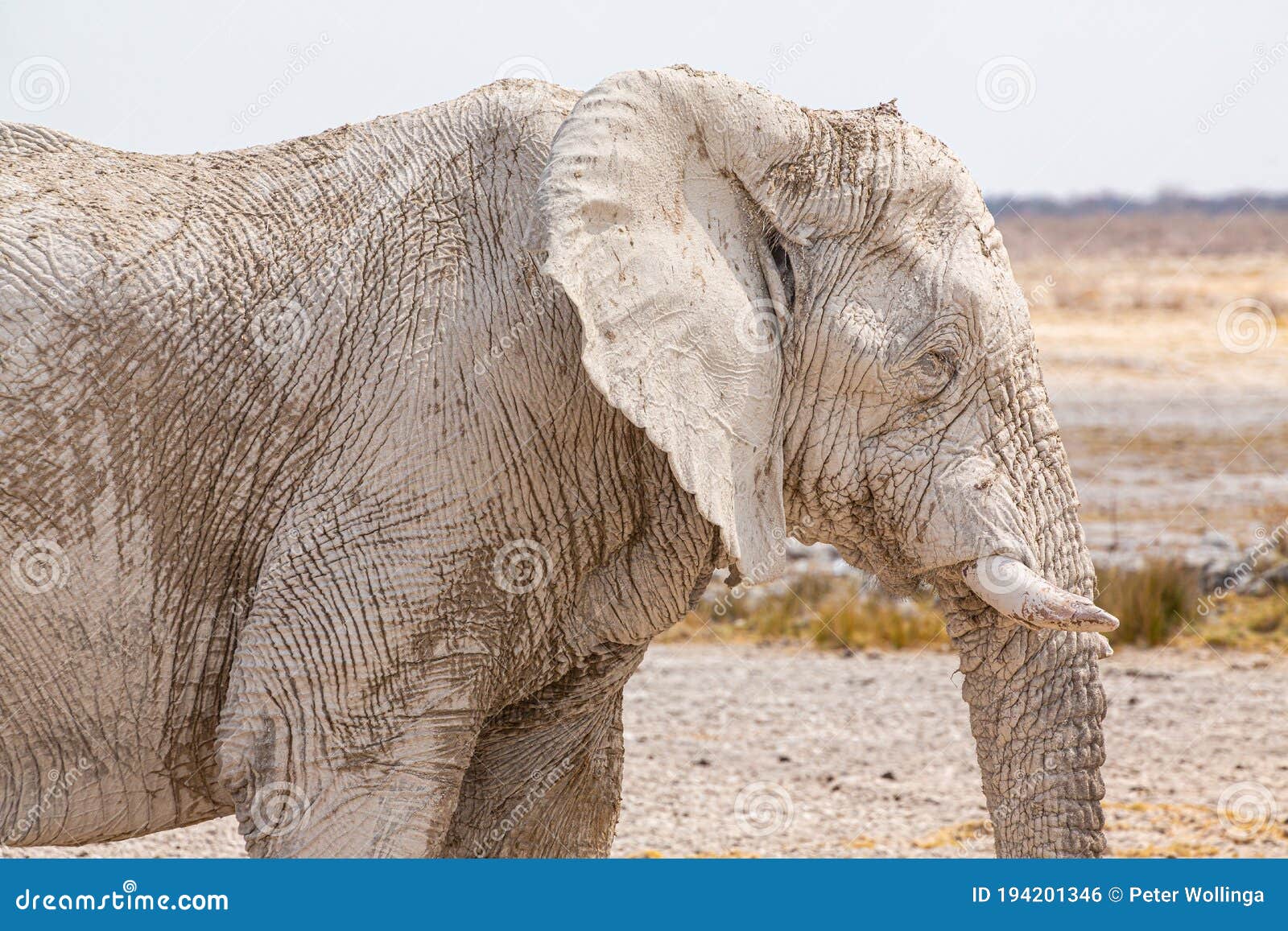 Elephant Walking in the African Wilderness Stock Photo - Image of ...