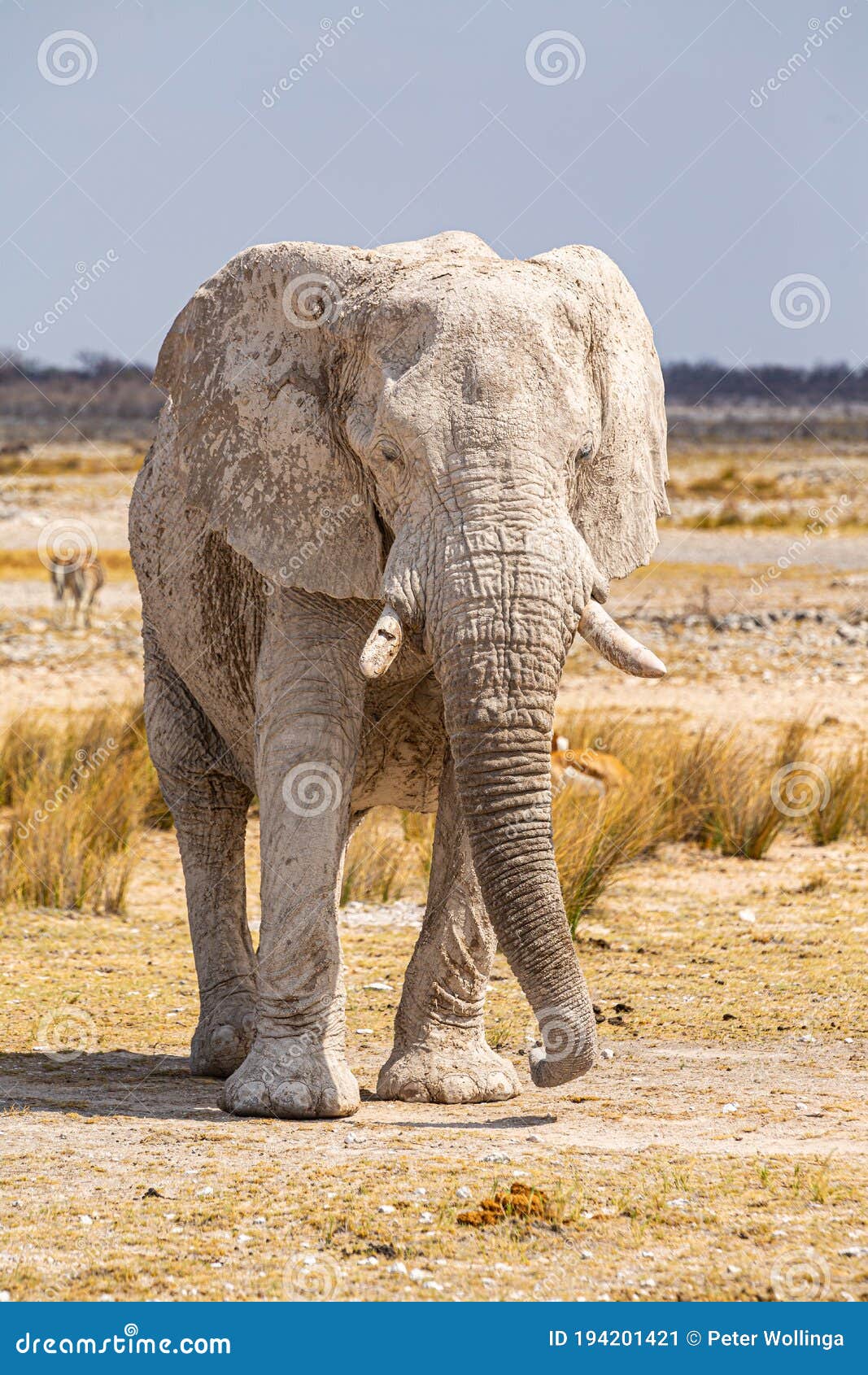 Elephant Walking in the African Wilderness Stock Image - Image of ...