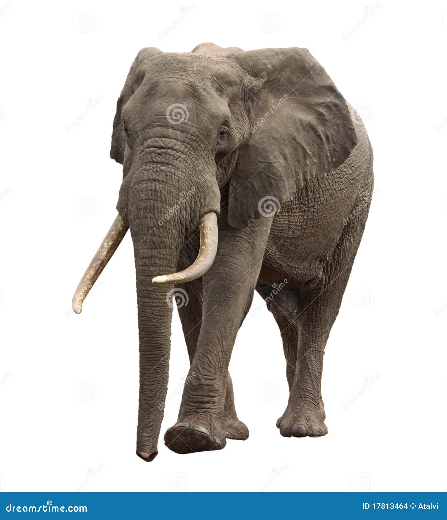 Elephant Walking Front View Stock Photo - Image of gray, nature: 17813464