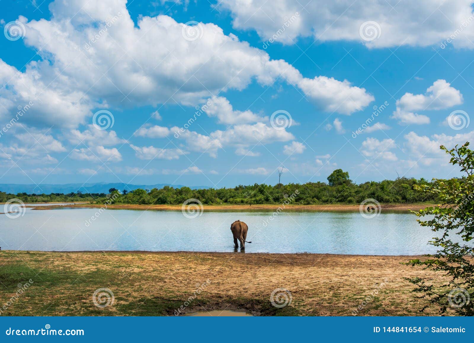 Elephant Walking by the Lake Stock Photo - Image of water, wild: 144841654