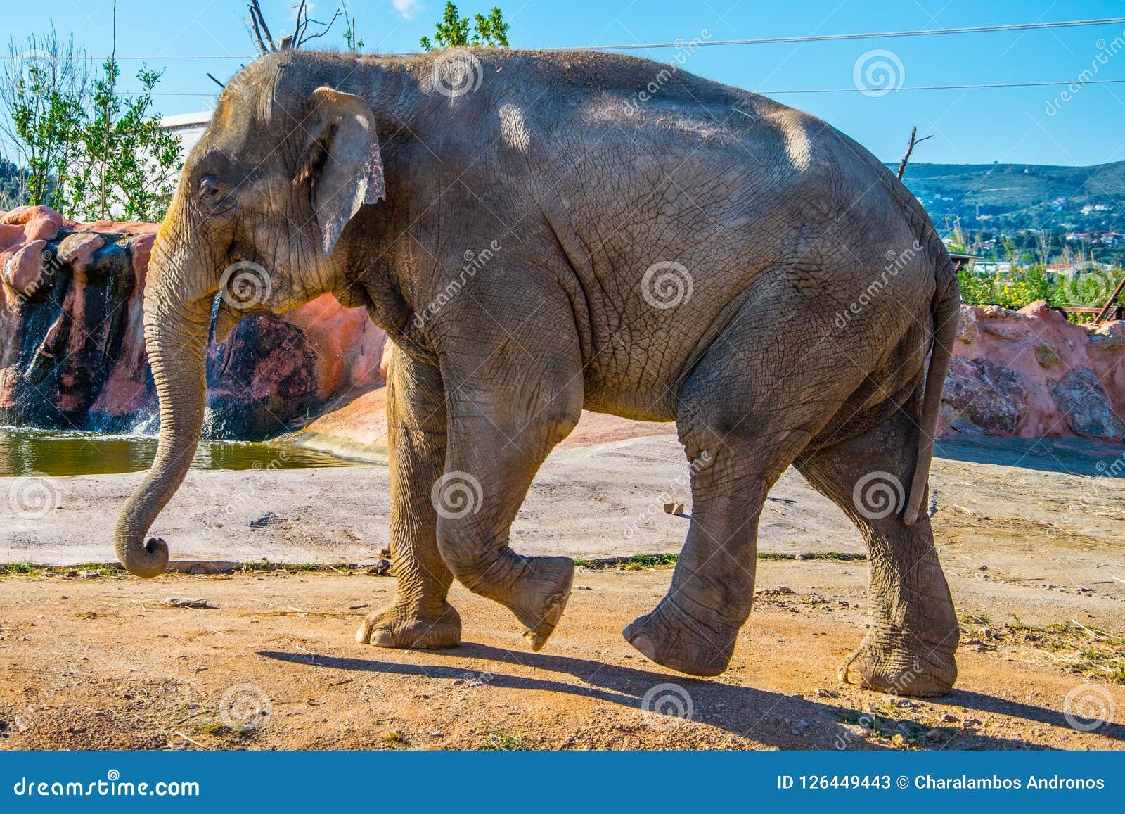 An Elephant is Walking through a Park Stock Image - Image of nature ...