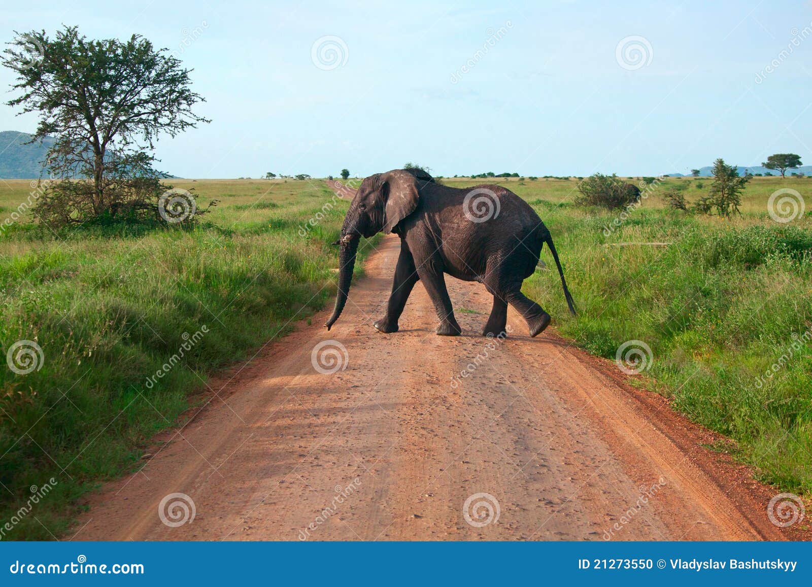 Elephant walking on a road stock photo. Image of hunter - 21273550