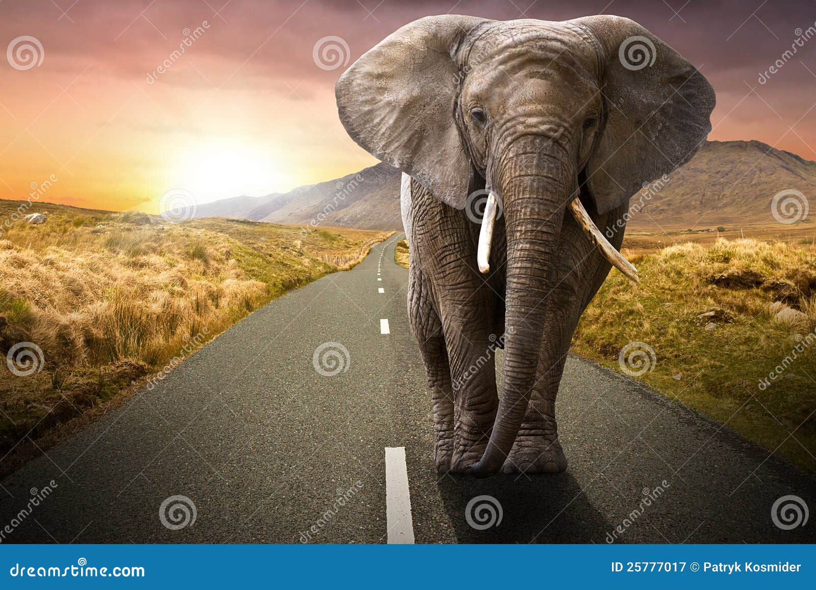 1,420 Elephant Walking Safari Road Stock Photos - Free & Royalty-Free ...