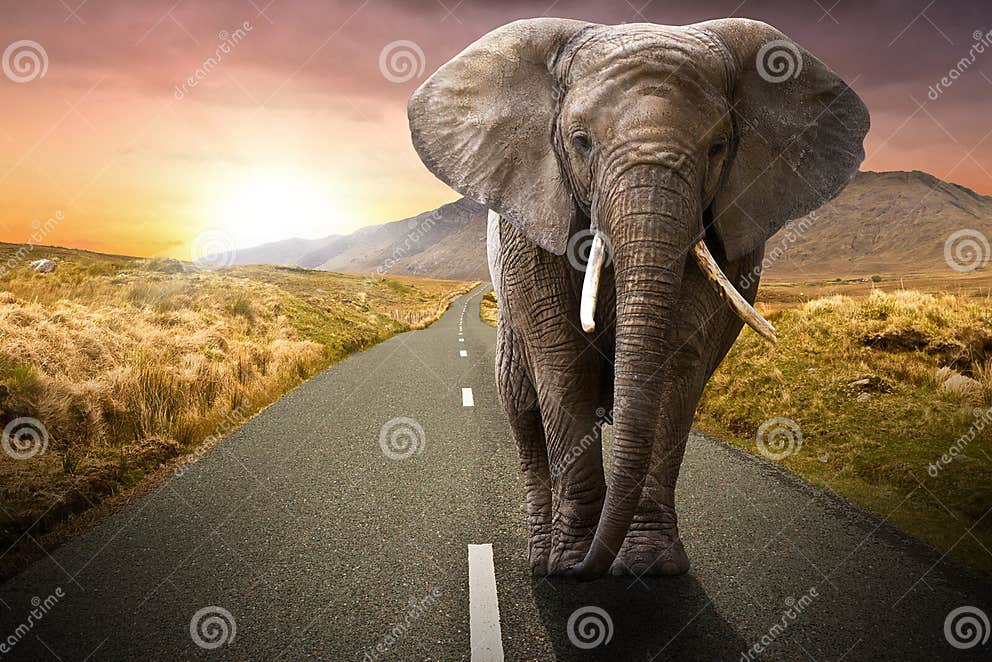 Elephant Walking on the Road Stock Image - Image of african, strong ...