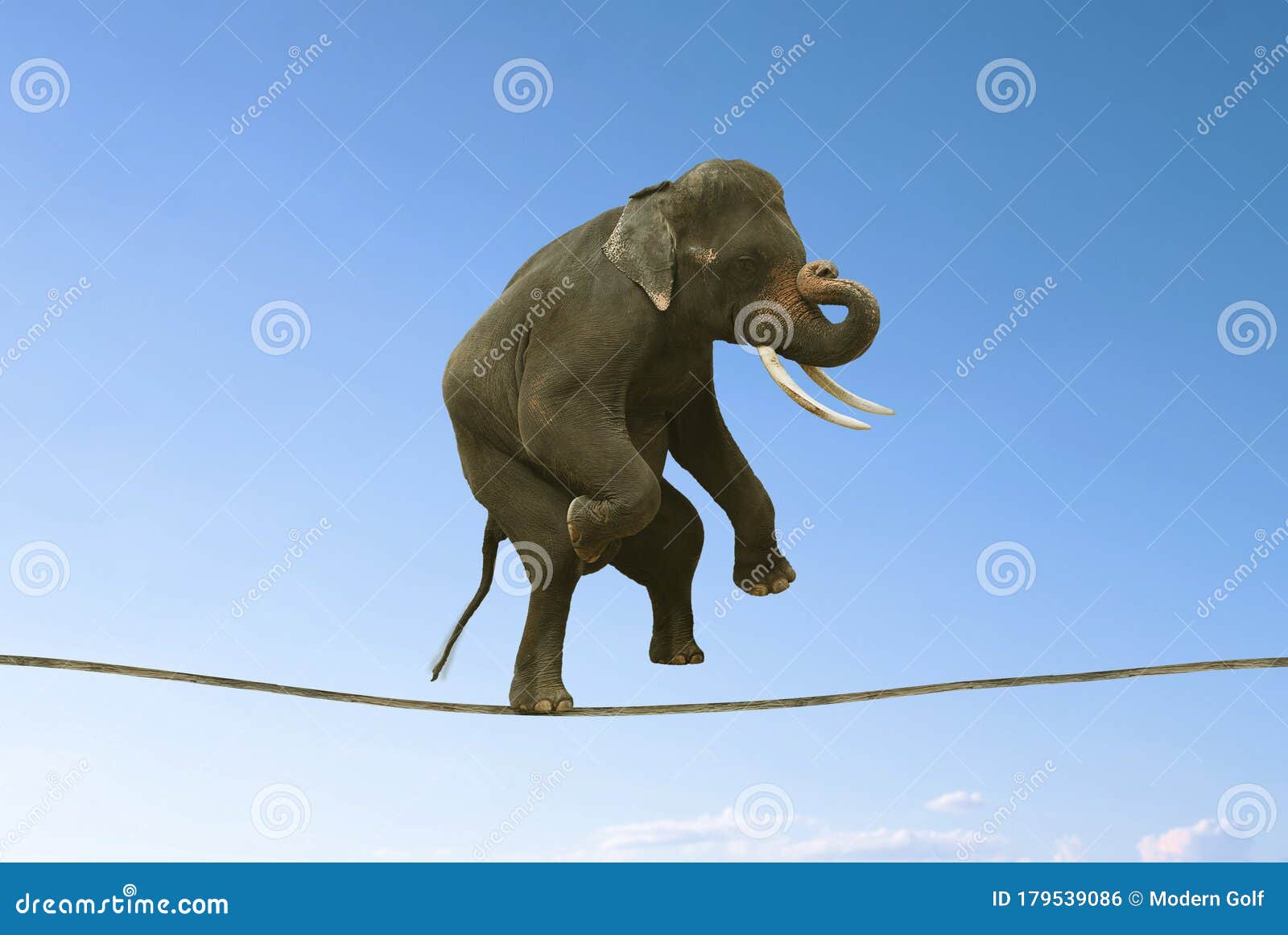 Elephant Walking on Rope. stock photo. Image of building - 179539086