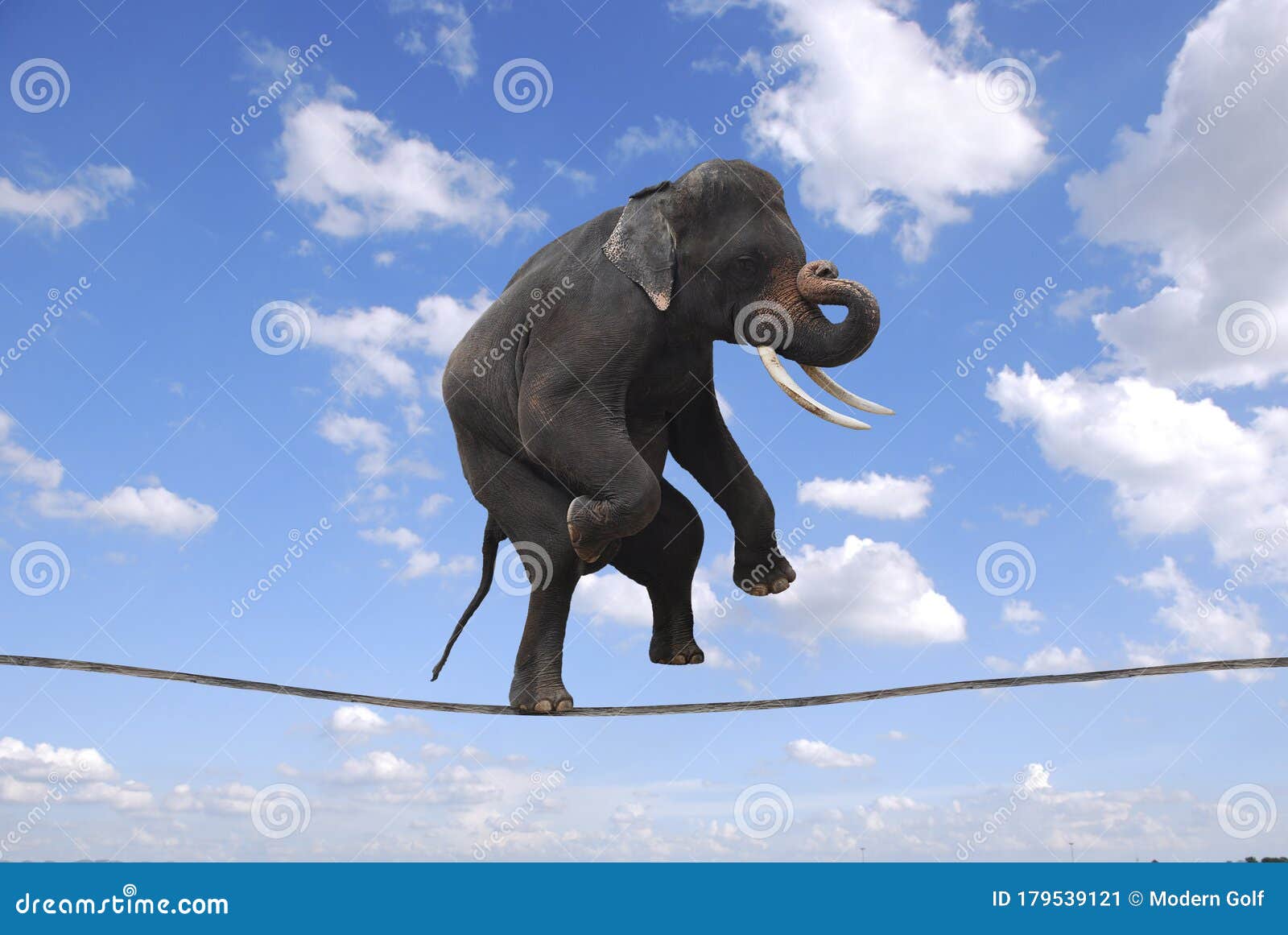 Elephant Walking on Rope. stock image. Image of concept - 179539121