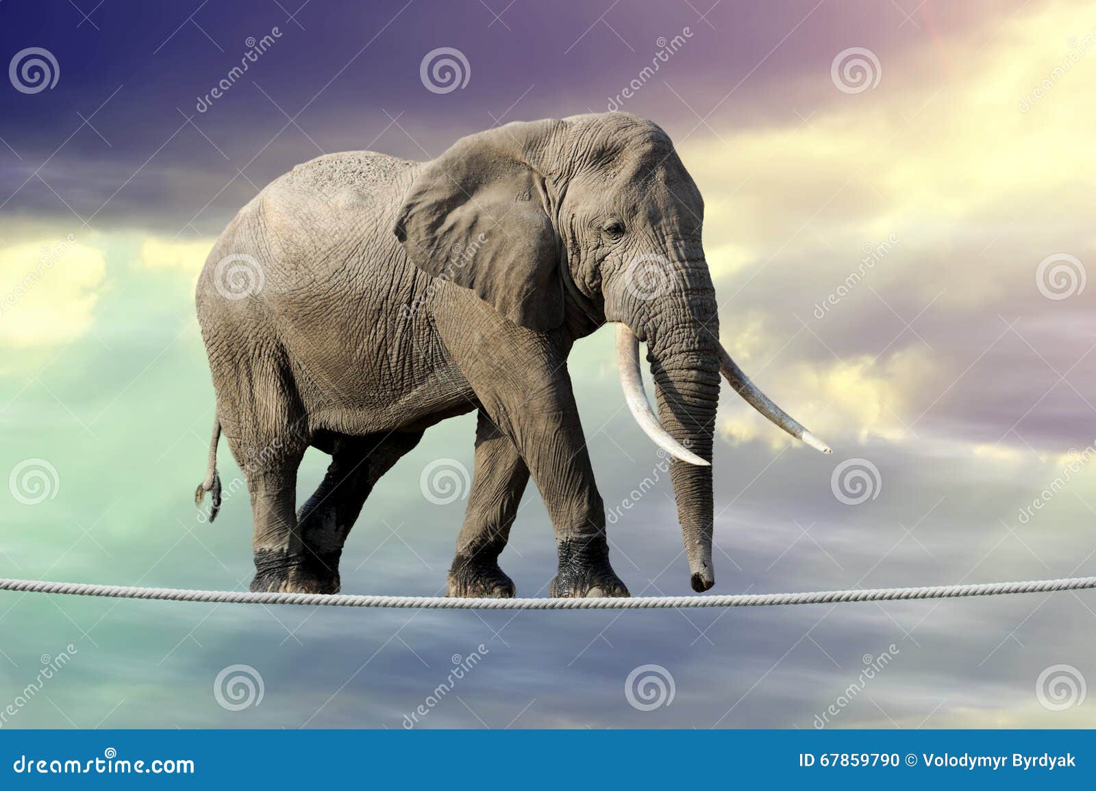 Elephant walking on a rope stock photo. Image of outdoor - 67859790