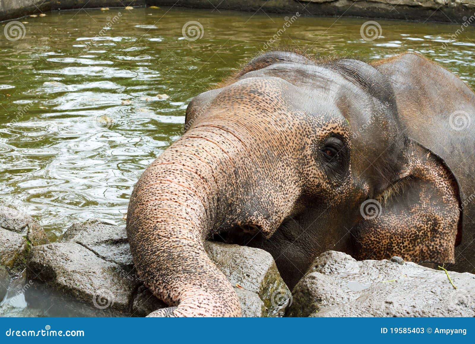 Elephant in the wallow stock image. Image of closeup - 19585403