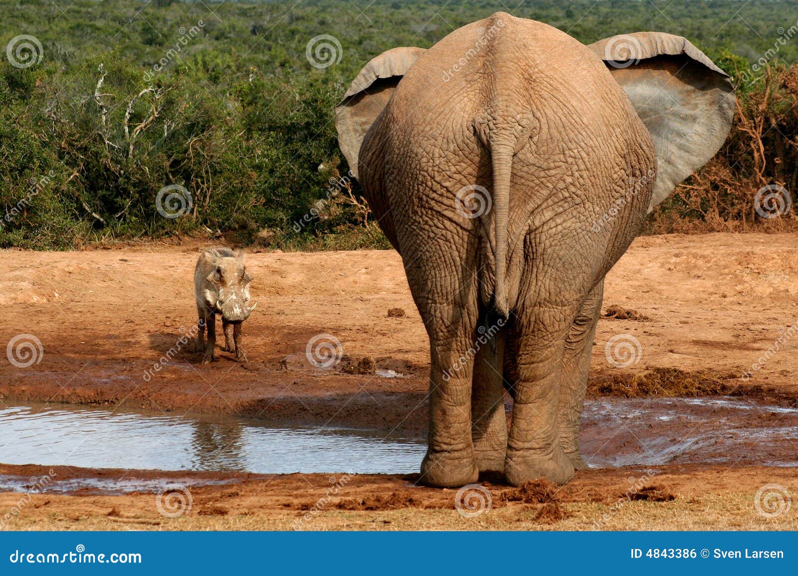 Elephant and Warthog at Watering Hole Stock Photo - Image of ivory ...