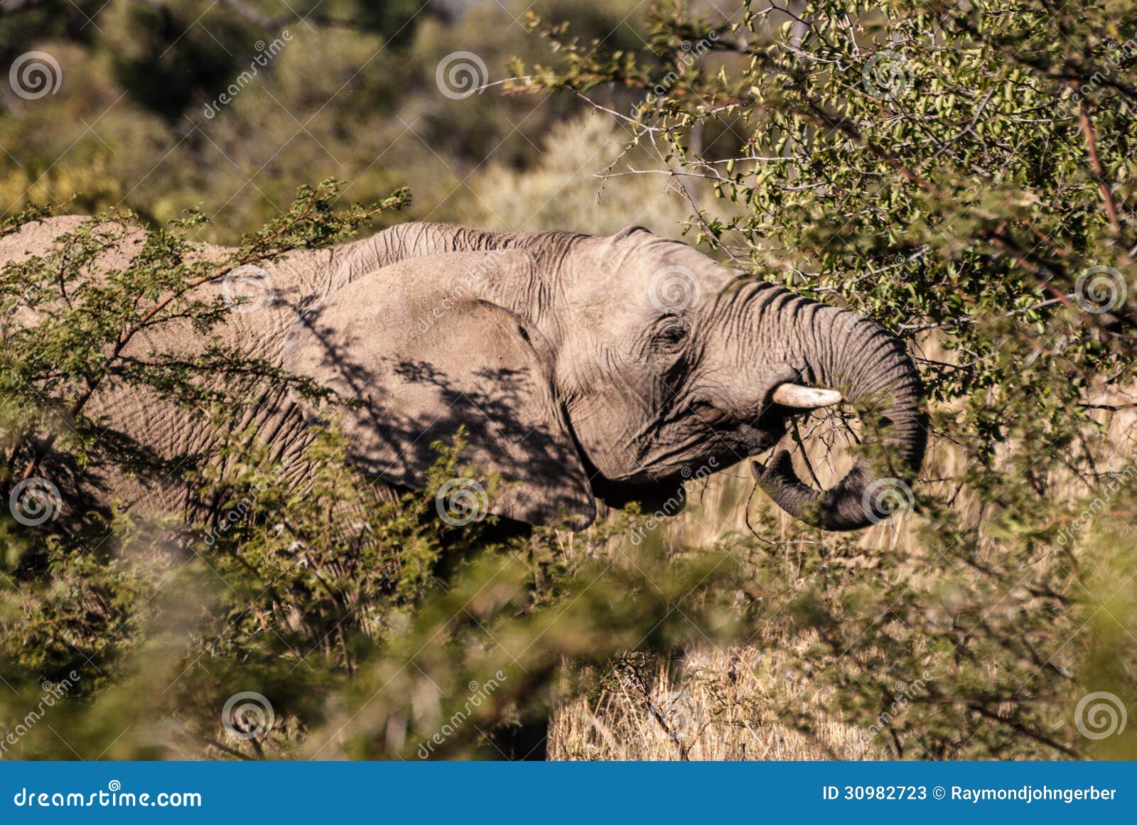 Elephant stock image. Image of warm, give, south, wild - 30982723